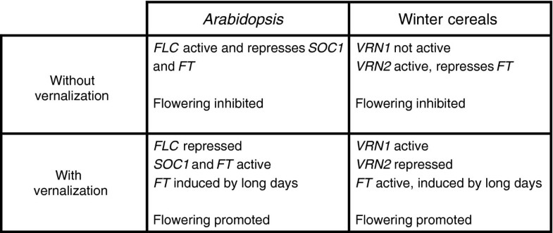 Vernalization in cereals | Journal of Biology | Full Text