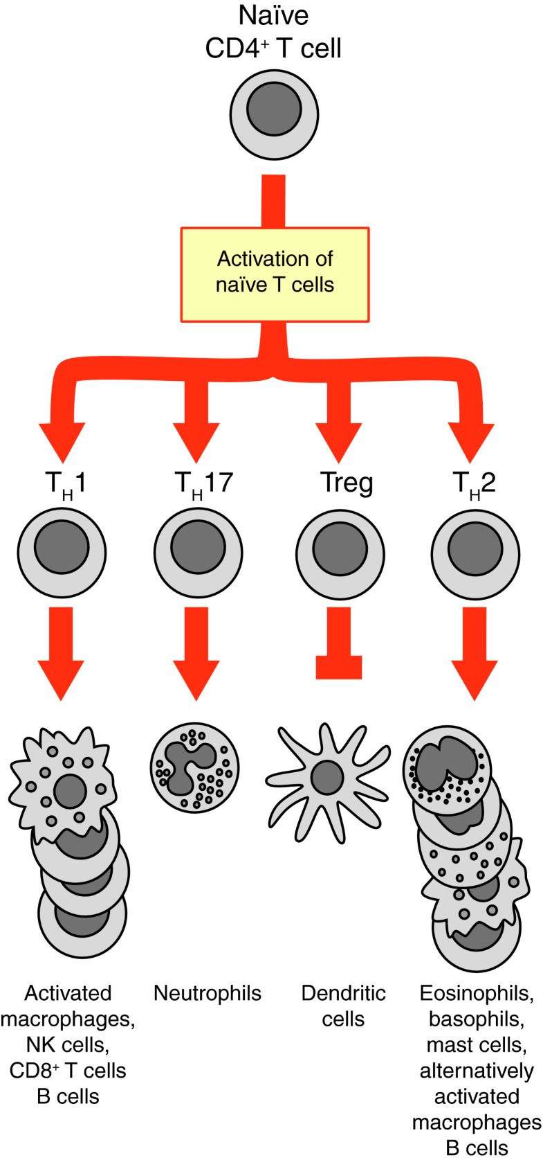 Life and death as a T lymphocyte: from immune protection to HIV ...