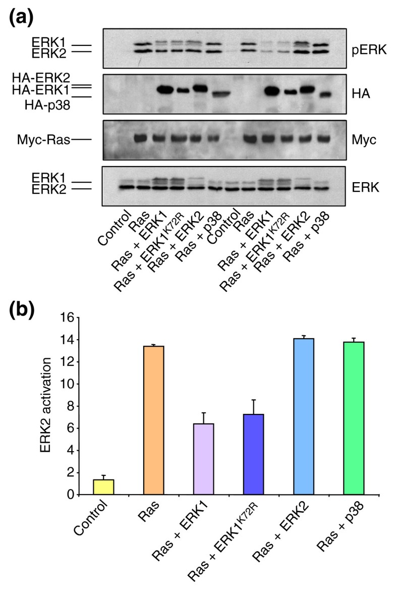 ERK1 and ERK2 mitogen-activated protein kinases affect Ras-dependent ...