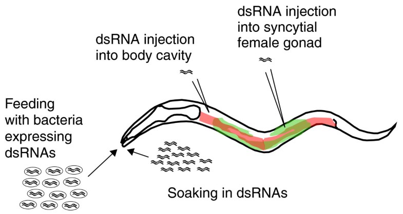 RNA interference in nematodes and the chance that favored Sydney ...