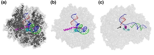 A bridge to transcription by RNA polymerase | Journal of Biology | Full ...