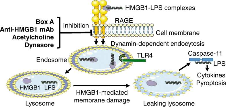 Inhibition of HMGB1/RAGE-mediated endocytosis by HMGB1 antagonist box A ...