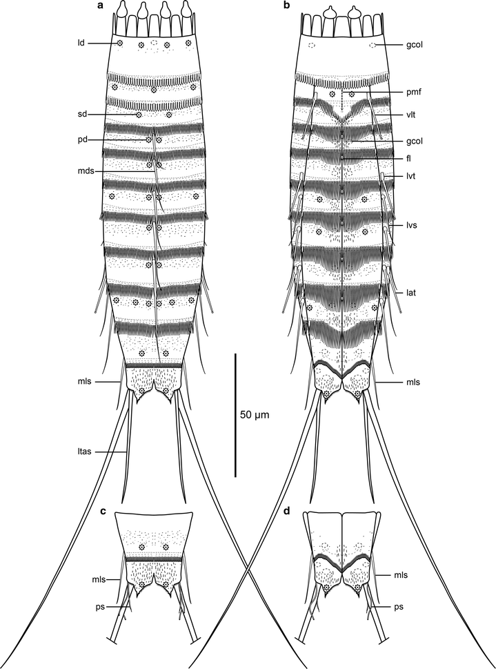 A new species of Cephalorhyncha Adrianov, 1999 (Kinorhyncha ...