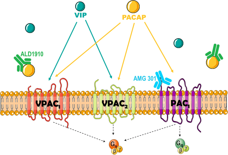 PACAP38 and PAC1 receptor blockade: a new target for headache ...