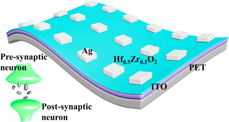 Atomic Layer Deposited Hf0.5Zr0.5O2-based Flexible Memristor with Short ...
