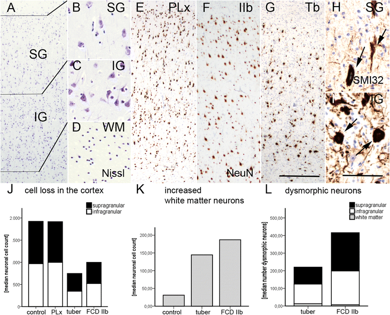 Specific pattern of maturation and differentiation in the formation of ...