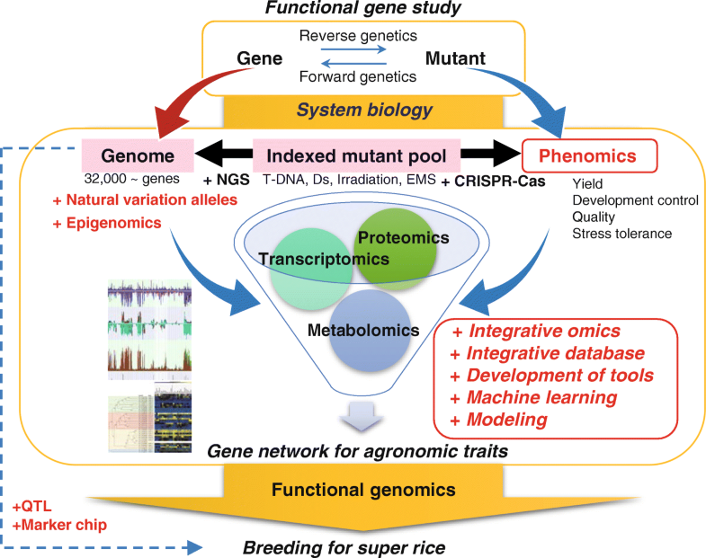Infrastructures of systems biology that facilitate functional genomic ...