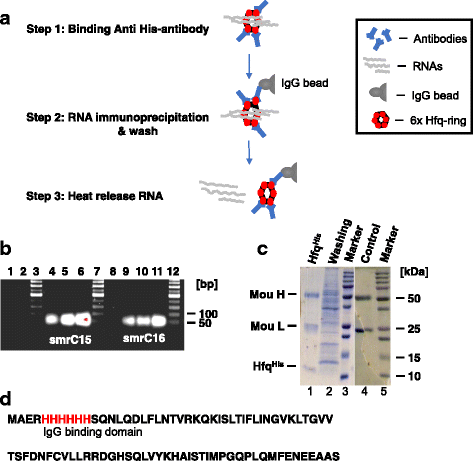 Use of RNA Immunoprecipitation Method for Determining Sinorhizobium ...