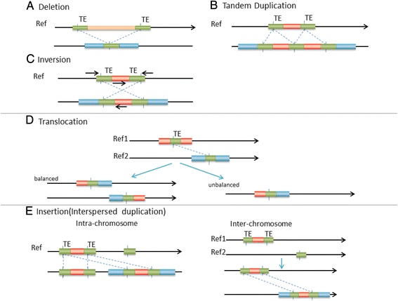 SCNVSim: somatic copy number variation and structure variation simulator | BMC Bioinformatics ...