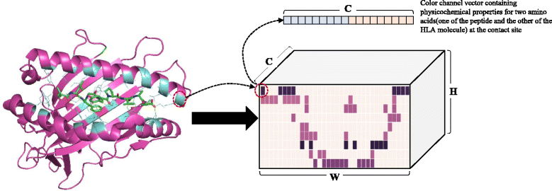 Deep convolutional neural networks for pan-specific peptide-MHC class I binding prediction | BMC ...