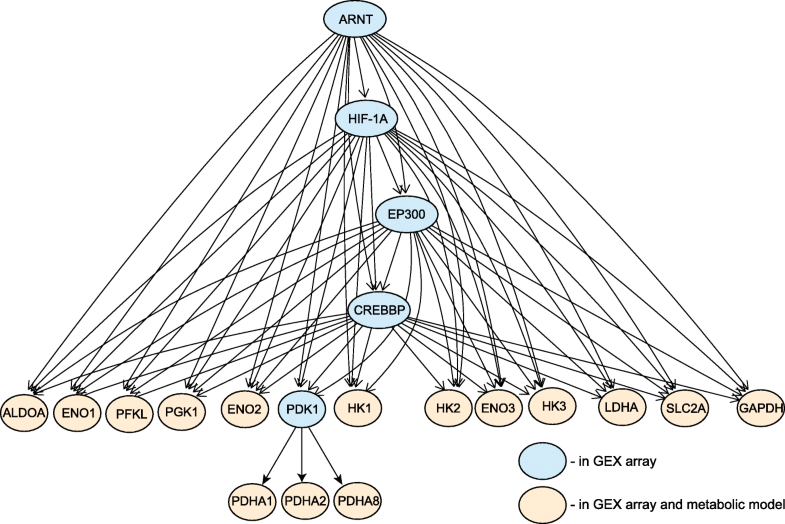 Integration of probabilistic regulatory networks into constraint-based models of metabolism with ...