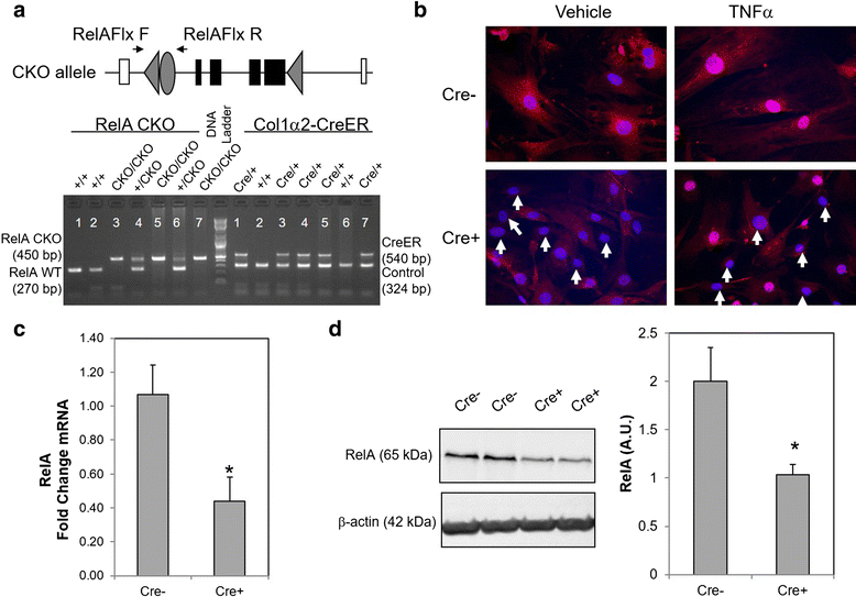 Generation and characterization of a novel transgenic mouse harboring ...