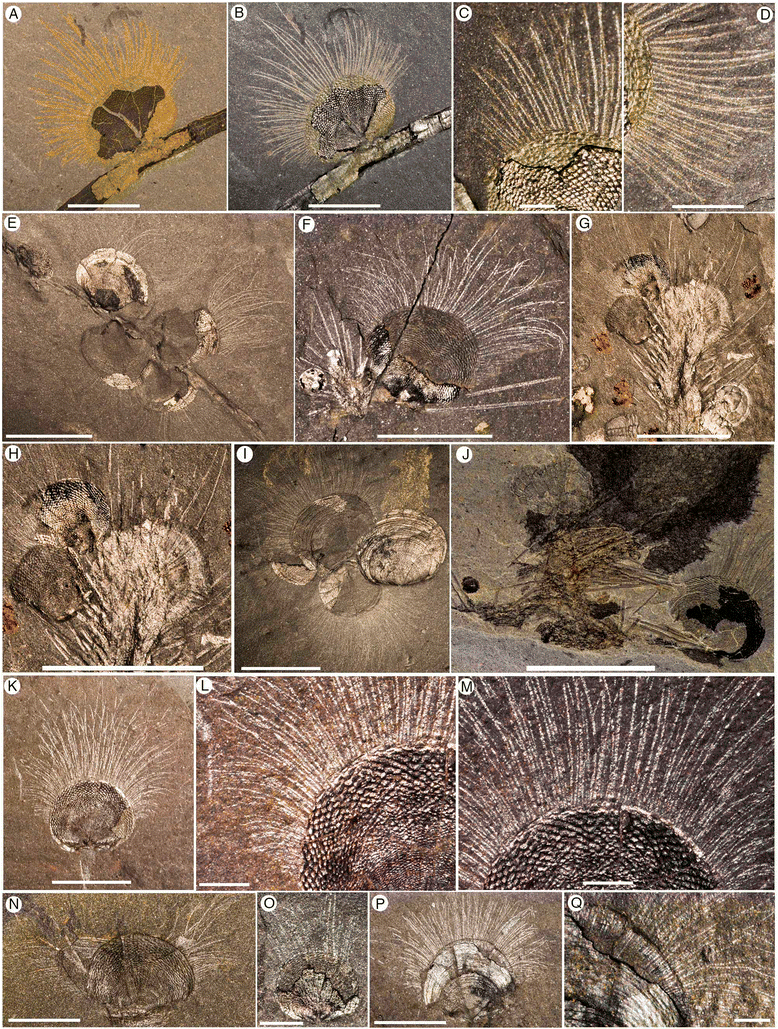 Competition and mimicry: the curious case of chaetae in brachiopods ...