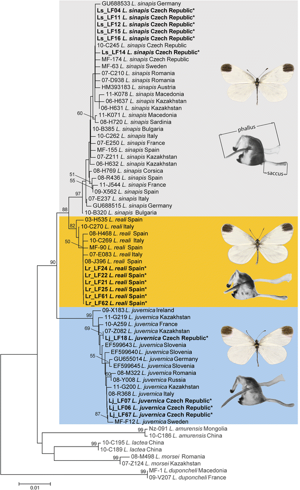 Dynamic Karyotype Evolution And Unique Sex Determination Systems In