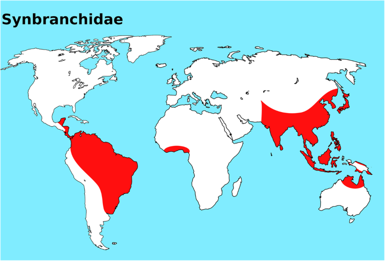 Karyotype diversity and evolutionary trends in the Asian swamp eel ...