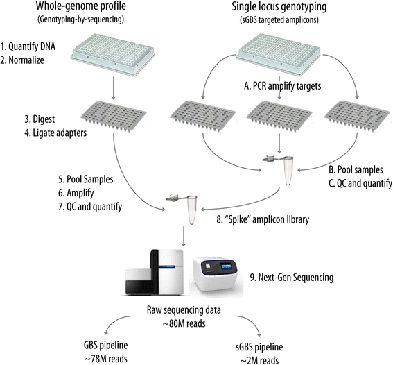 Spiked GBS: a unified, open platform for single marker genotyping and ...