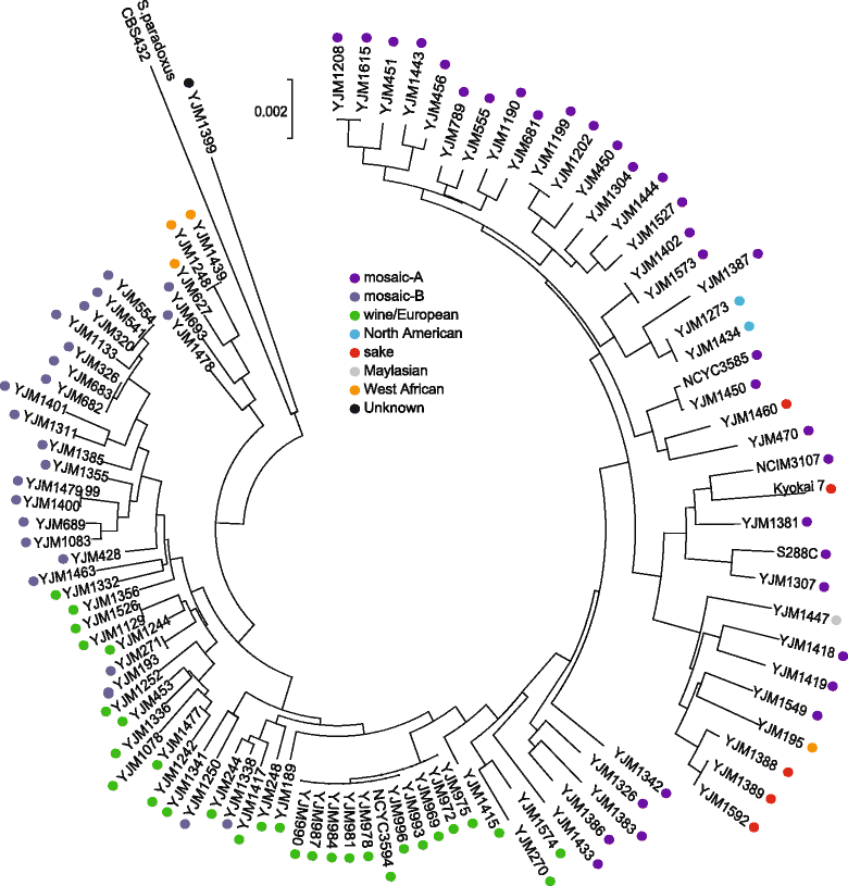Population structure of mitochondrial genomes in Saccharomyces ...