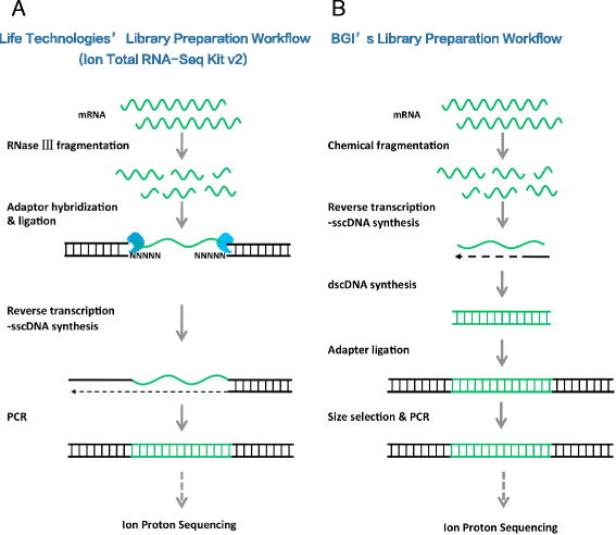 An optimized protocol for generation and analysis of Ion Proton sequencing reads for RNA-Seq ...
