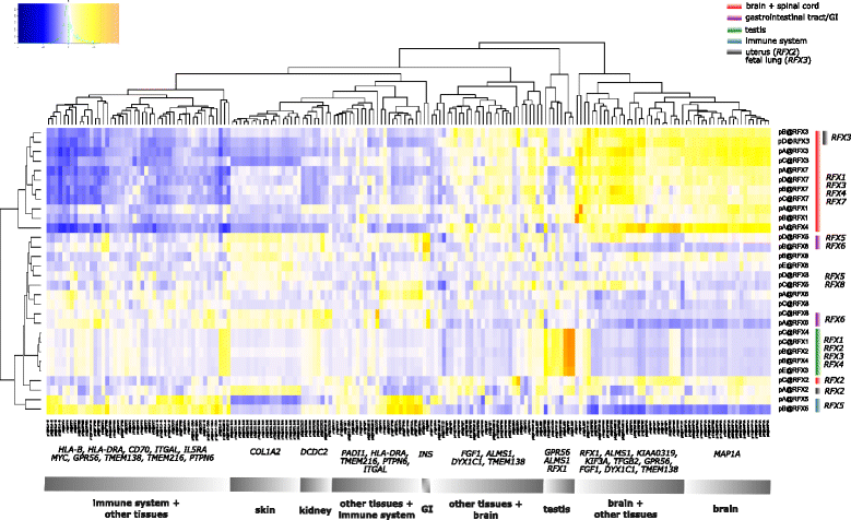 Characterization of the human RFX transcription factor family by ...