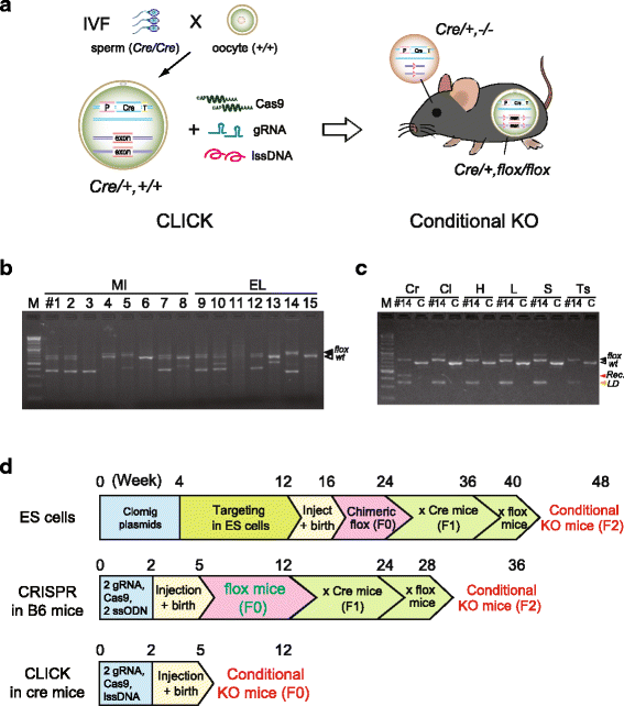 Click One Step Generation Of Conditional Knockout Mice Bmc Genomics