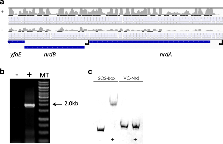 Expansion of the SOS regulon of Vibrio cholerae through extensive ...