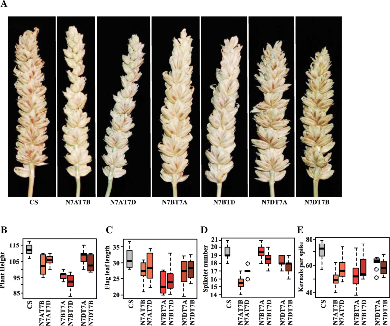The genome-wide transcriptional consequences of the nullisomic ...