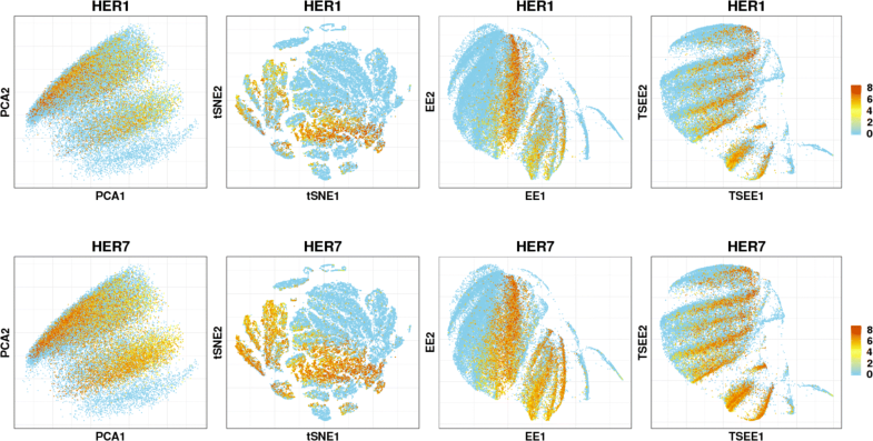 TSEE: an elastic embedding method to visualize the dynamic gene expression patterns of time ...