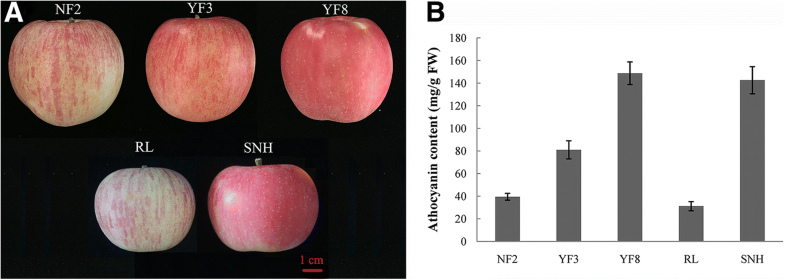Methylome And Transcriptome Analyses Of Apple Fruit Somatic Mutations