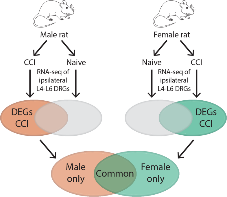 Sex Differences In Gene Regulation In The Dorsal Root Ganglion After