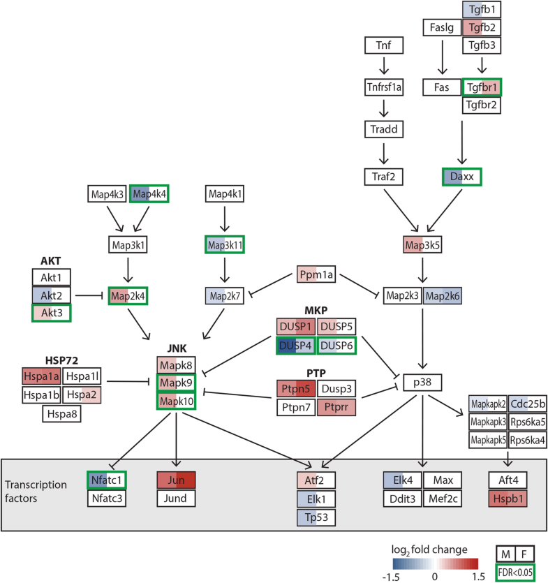 Sex Differences In Gene Regulation In The Dorsal Root Ganglion After