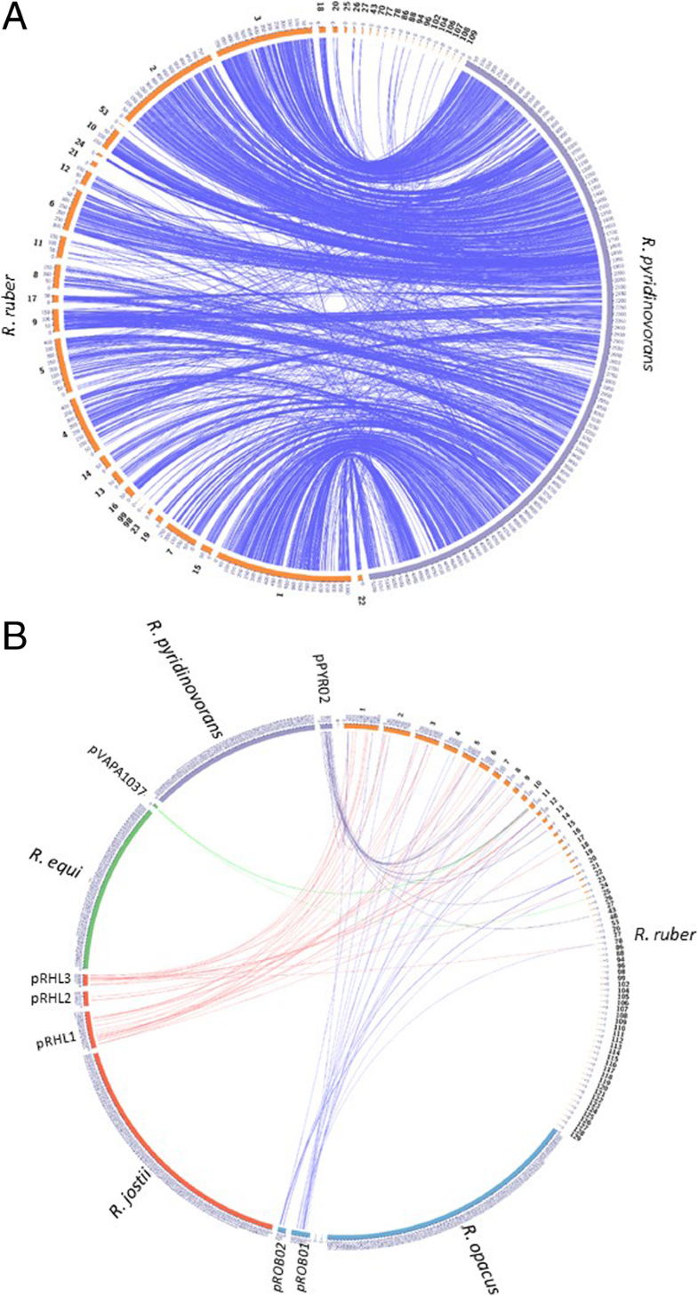 New insights into the genome of Rhodococcus ruber strain Chol-4 | BMC ...