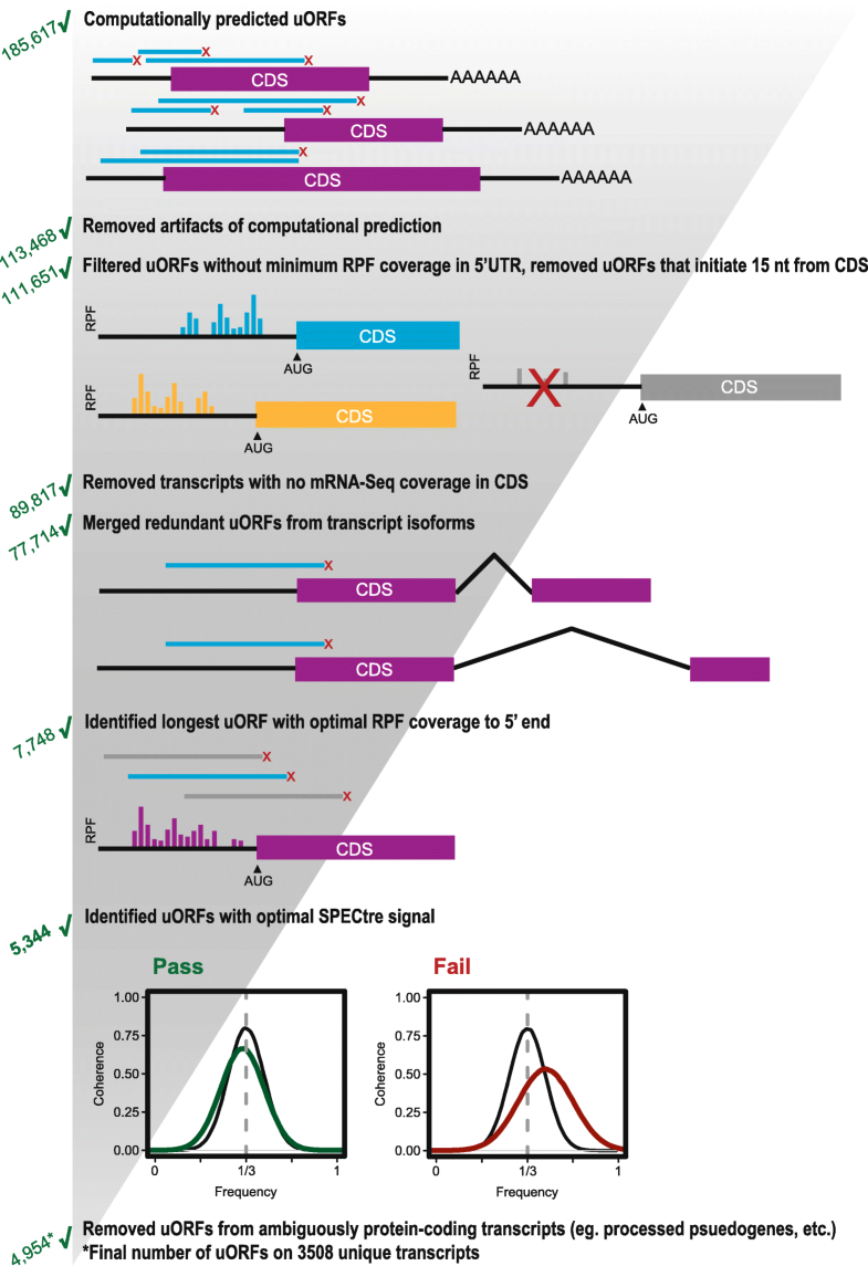 Translation of upstream open reading frames in a model of neuronal differentiation | BMC ...
