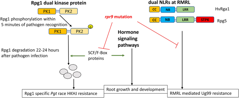 Characterization of genes required for both Rpg1 and rpg4-mediated ...