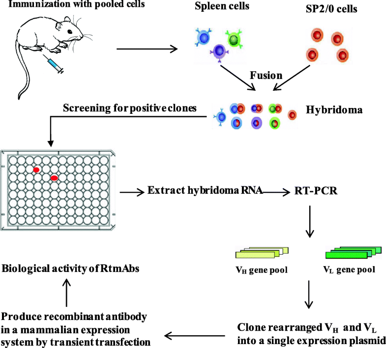 A novel approach for rapid high-throughput selection of recombinant ...