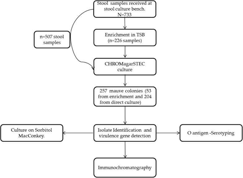 Characterisation of STEC and other diarrheic E. coli isolated on ...