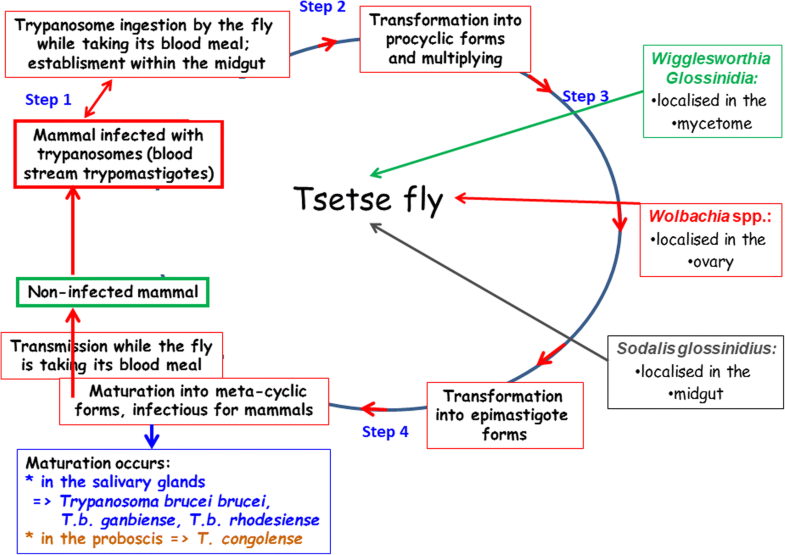 Blood feeding tsetse flies as hosts and vectors of mammals-pre-adapted ...