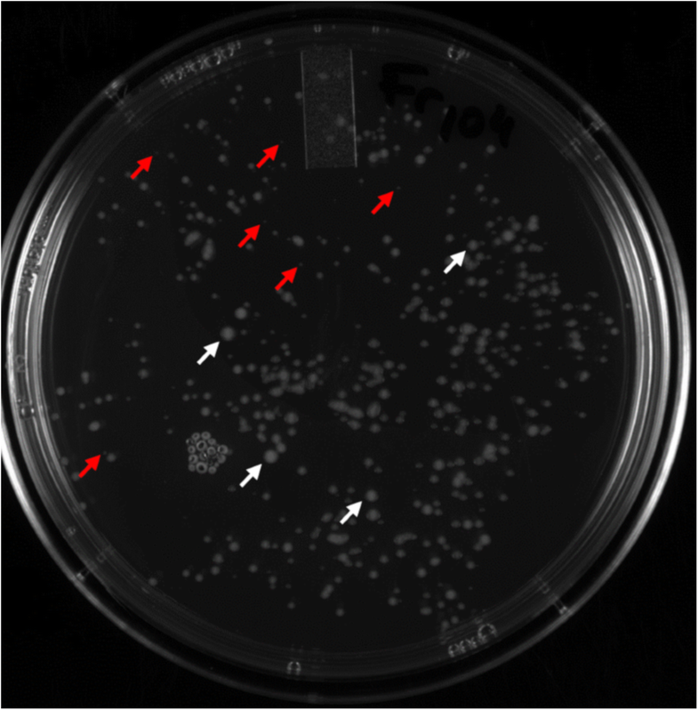 Transposon mutagenesis and identification of mutated genes in growth-delayed Edwardsiella ...