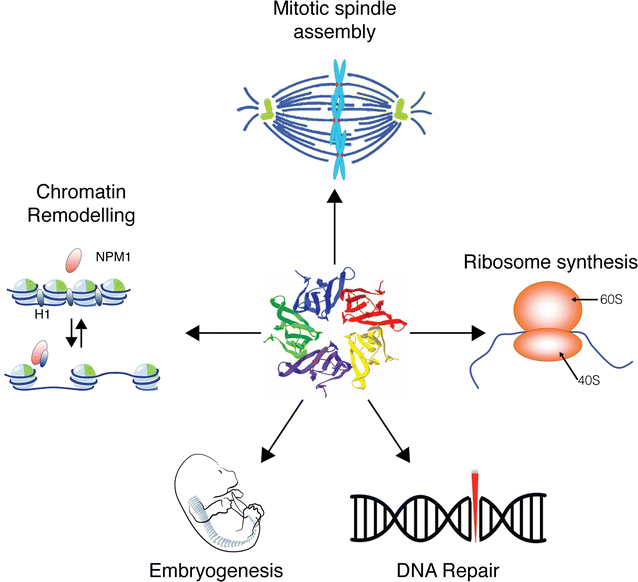 Nucleophosmin: from structure and function to disease development | BMC ...