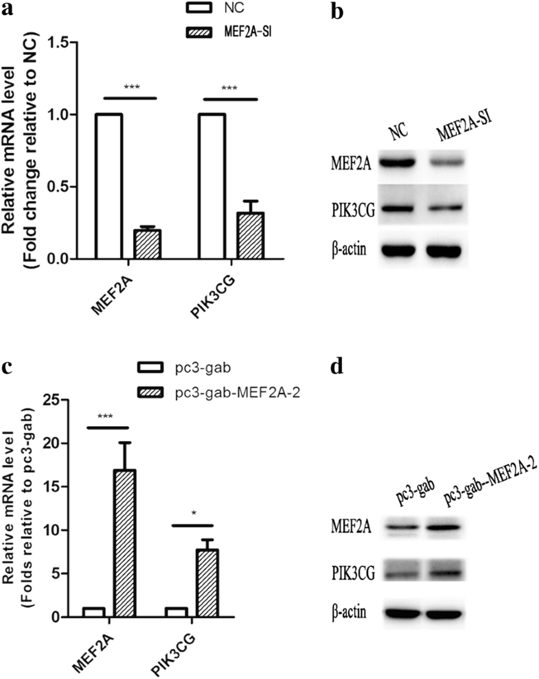 MEF2A alters the proliferation, inflammation-related gene expression ...