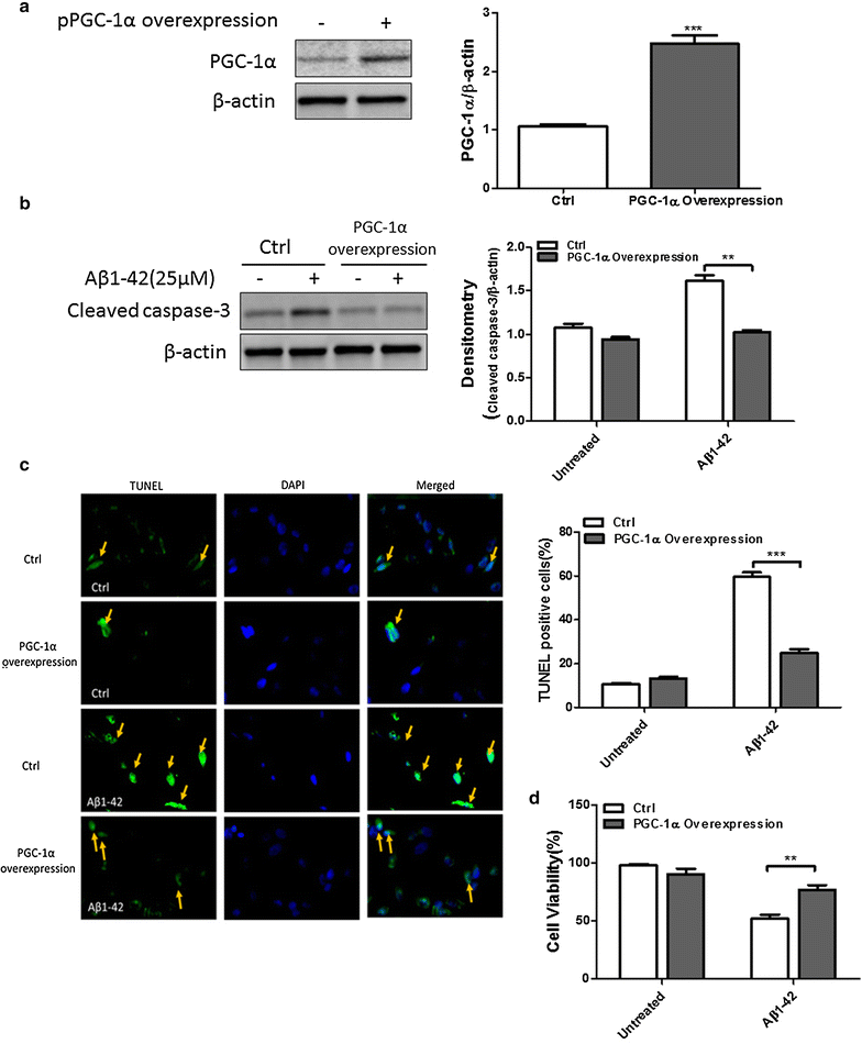 PPARγ coactivator-1α (PGC-1α) protects neuroblastoma cells against ...