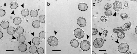 Analysis of wheat microspore embryogenesis induction by transcriptome ...