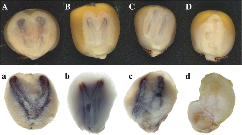 In vivo haploid induction leads to increased frequency of twin-embryo ...