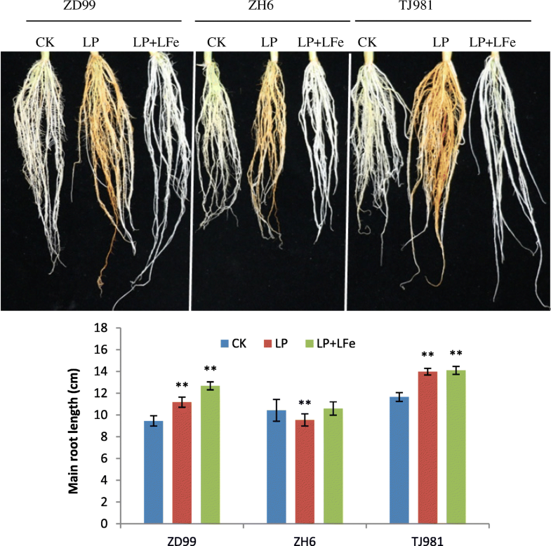 Iron and callose homeostatic regulation in rice roots under low ...