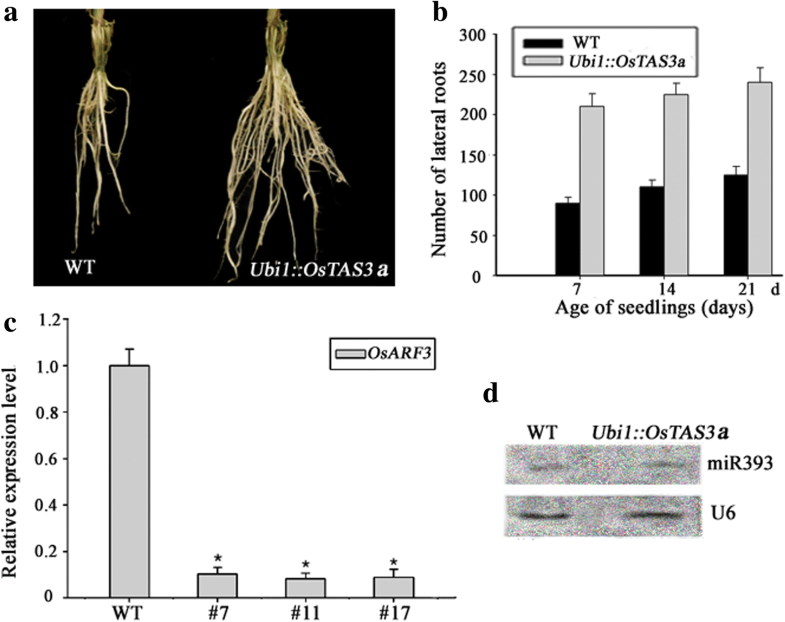 MiR393 and miR390 synergistically regulate lateral root growth in rice ...