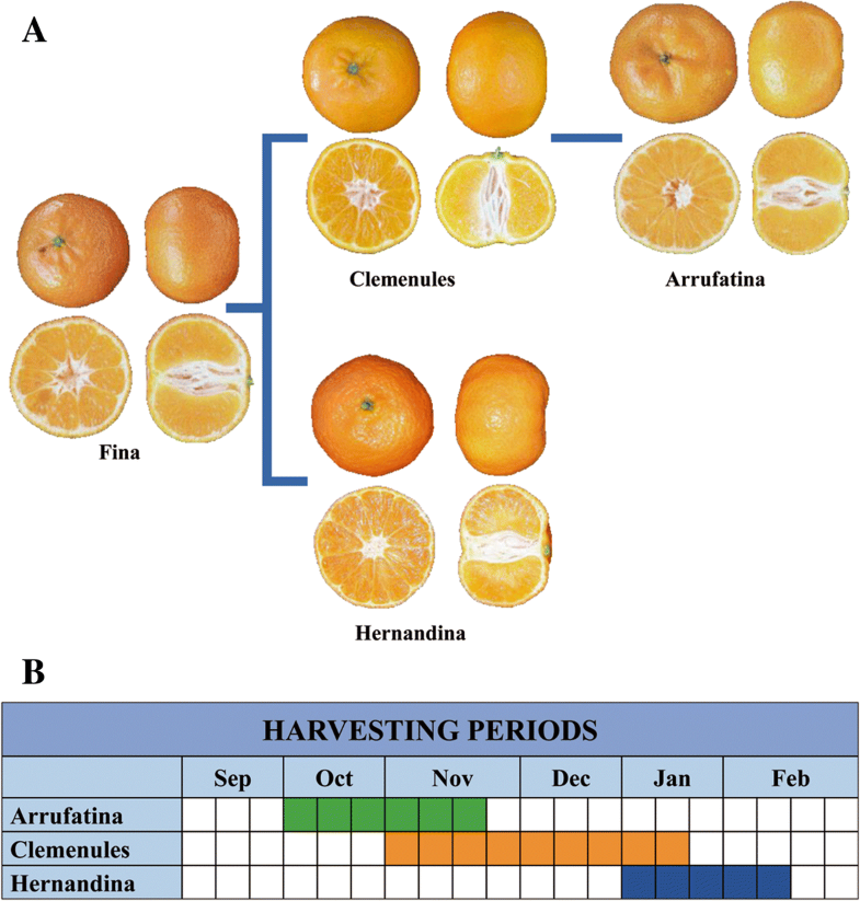 Transcriptomic analysis of Citrus clementina mandarin fruits maturation reveals a MADS-box ...