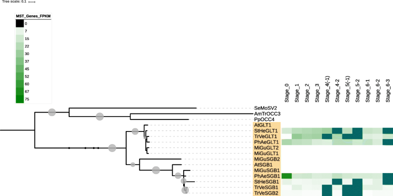 Genome-wide identification of MST, SUT and SWEET family sugar ...