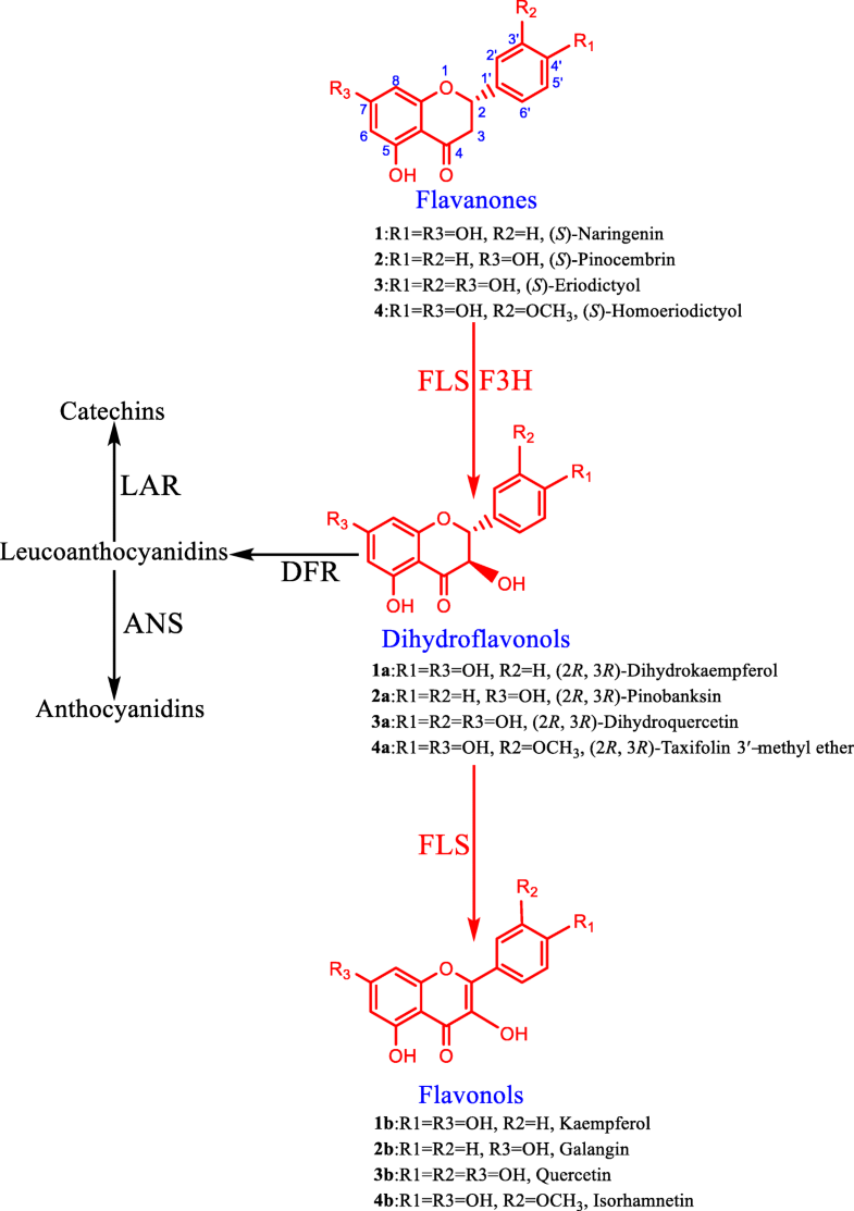 Characterization of two flavonol synthases with iron-independent flavanone 3-hydroxylase ...