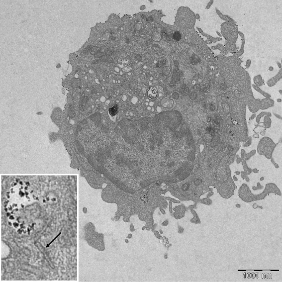 Kinetics of Langerhans cell chimerism in the skin of dogs following 2 ...