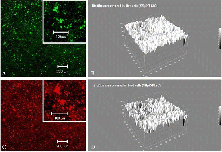 Changes in the prevalence and biofilm formation of Haemophilus ...