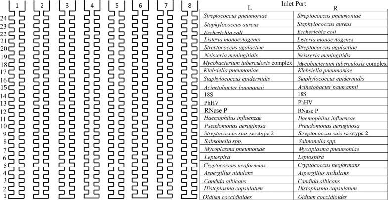 Development of a TaqMan Array card to target 21 purulent meningitis ...